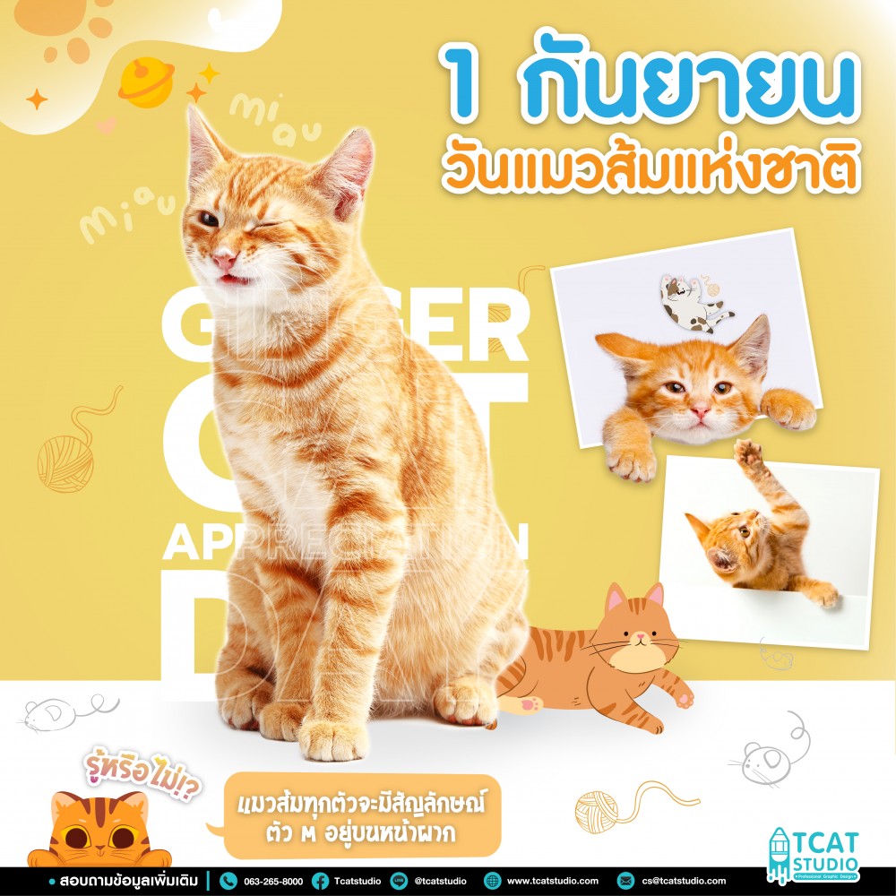 1 กันยายน วันแมวส้มแห่งชาติ Ginger Cat Appreciation Day